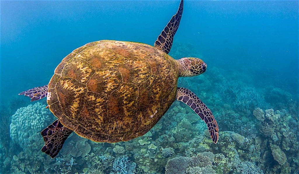 Why Sea Turtles are Important for a Healthy Ocean