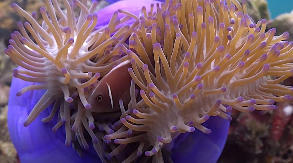 10 signaux de plongée sous-marine que tout plongeur doit connaître