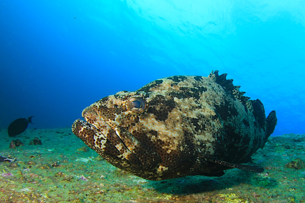 Brown Marbled Grouper Koh Tao | Black Turtle Dive