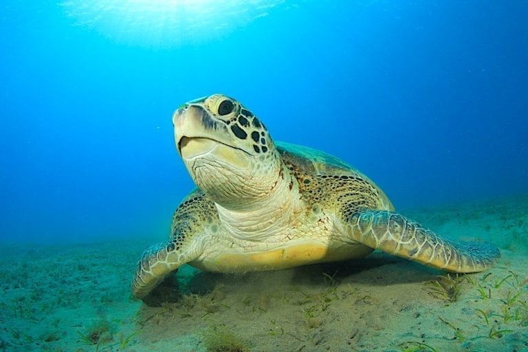Why Sea Turtles are Important for a Healthy Ocean