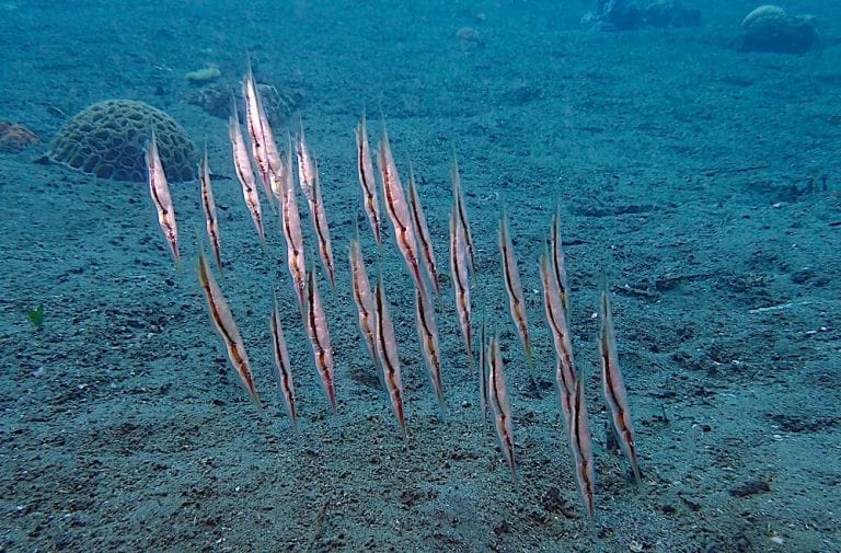 Grooved Razorfish Koh Tao | Black Turtle Dive