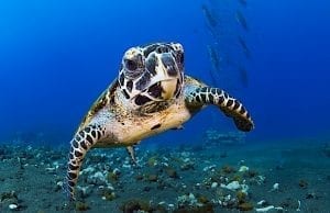 Why Sea Turtles are Important for a Healthy Ocean