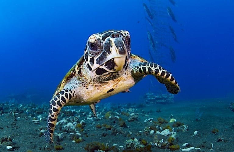 Why Sea Turtles are Important for a Healthy Ocean