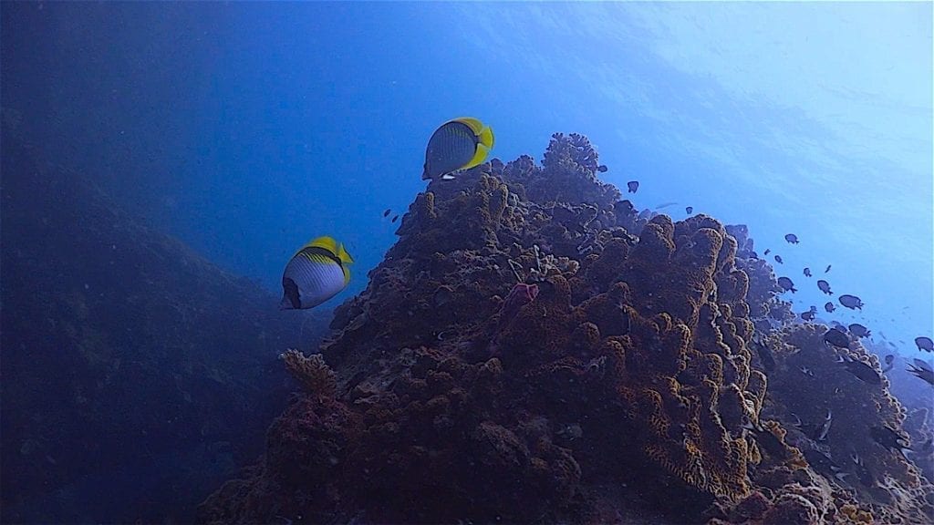 Hin Pee Wee Dive Site Koh Tao | Black Turtle Dive