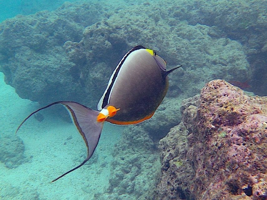 Orange Spine Unicorn Fish in Koh Tao | Black Turtle Dive