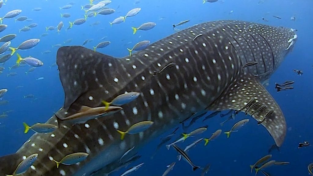 Sail Rock Dive Site Koh Tao | Black Turtle Dive