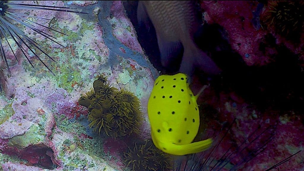 Chumphon Pinnacle Dive Site Koh Tao | Black Turtle Dive