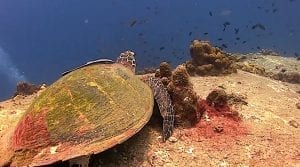 Why Sea Turtles are Important for a Healthy Ocean
