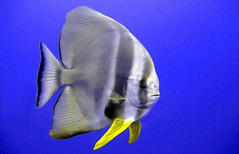 Tailfin Batfish in Koh Tao | Black Turtle Dive