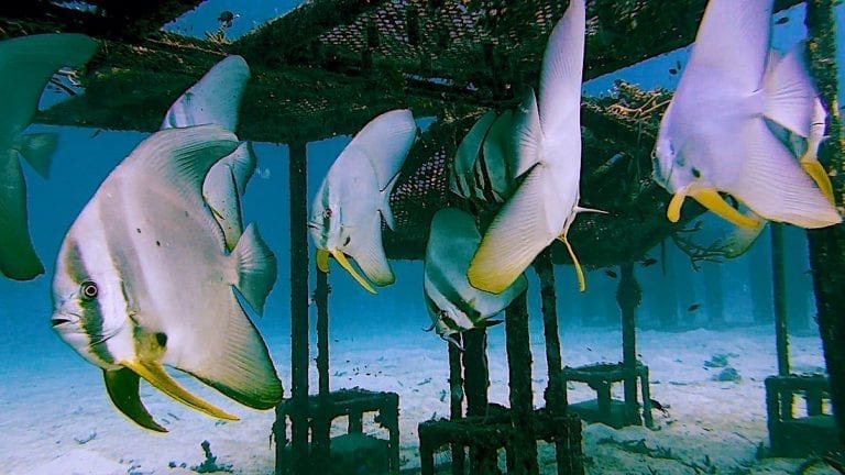 Tailfin Batfish in Koh Tao | Black Turtle Dive
