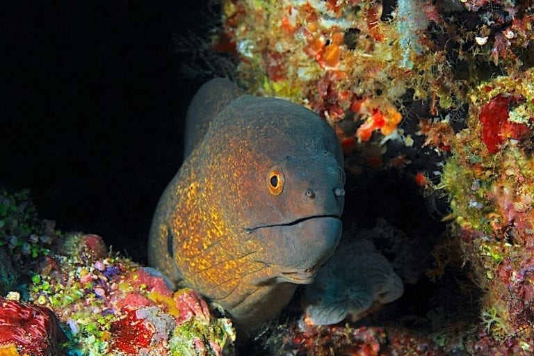 Yellow Edged Moray Eel in Koh Tao | Black Turtle Dive