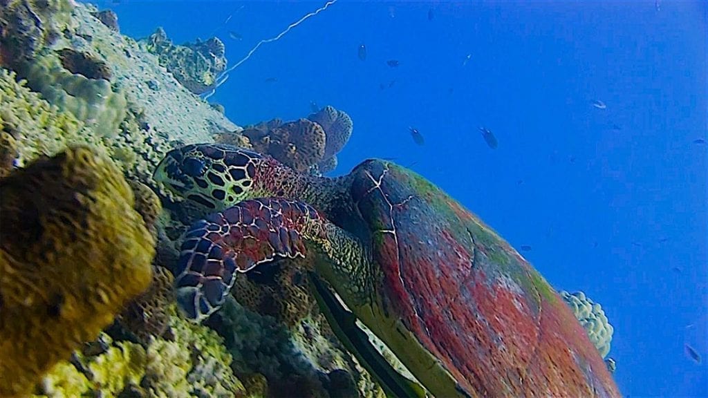 Why Sea Turtles are Important for a Healthy Ocean