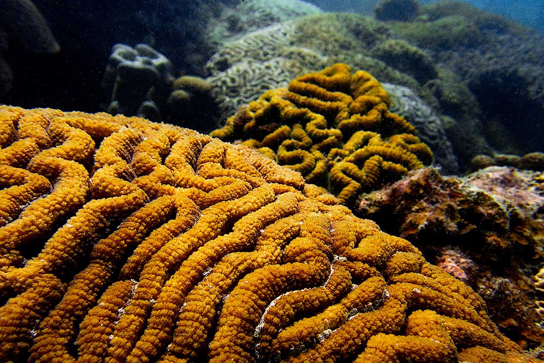 What is Coral bleaching and what causes it