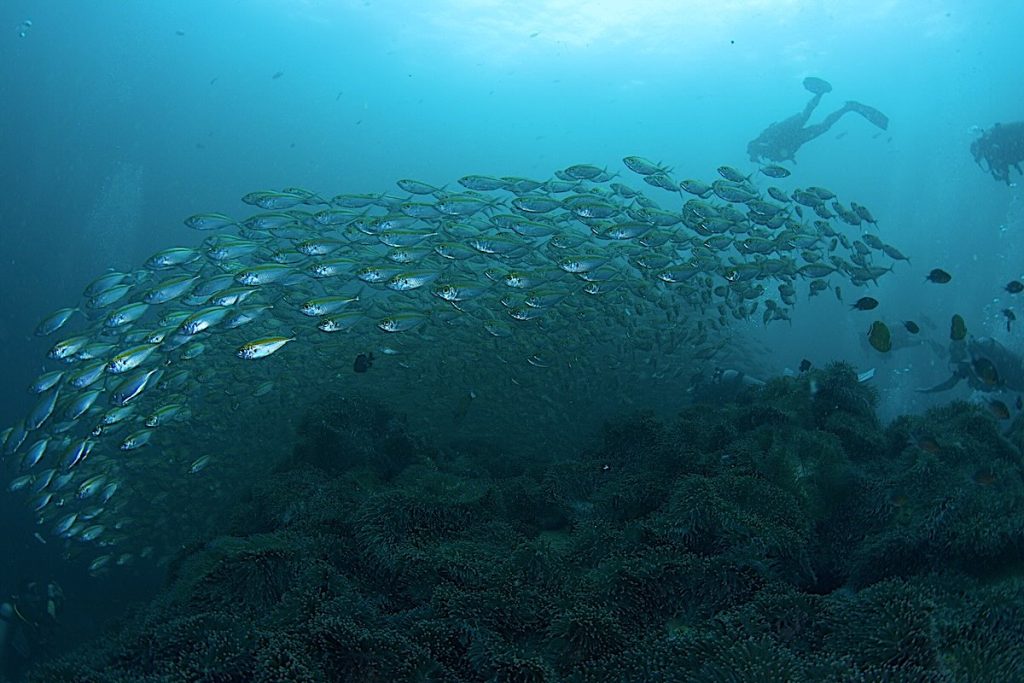 Divemaster Toolkit: Learning Practical Skills on Koh Tao
